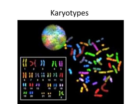 Karyotype | PPT | Genetics | Science