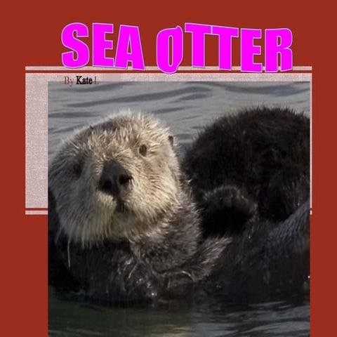 Kate's sea otter res ea rch | PPT