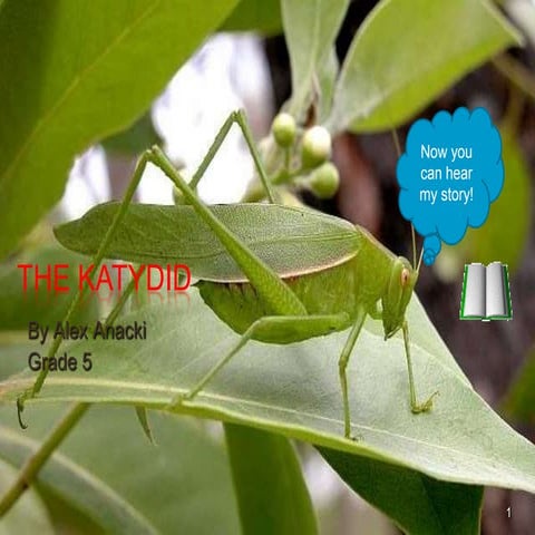 Katydid 2 | PPT