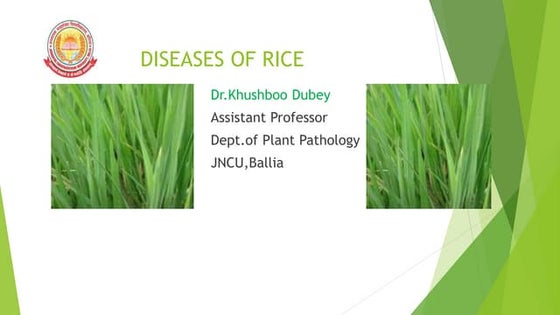 RICE TUNGRO VIRUS | PPTX