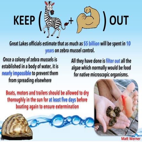 Zebra mussels.pptx by sophie | PPTX