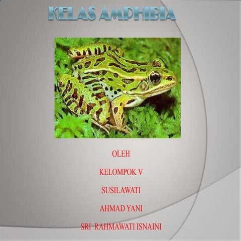 Laporan Praktikum 3 Amphibia | PDF
