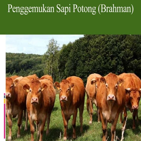 Briding sapi brahman untuk masyarakat pedesaan | PPT