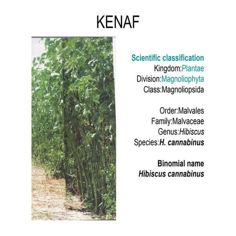 Kenaf | PPT