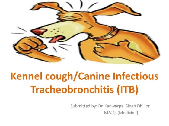 Clinical examination of animals | PDF