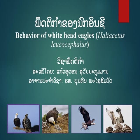 Keooudone presentation of behavior of bald eagles | PDF