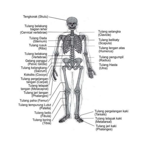 Kerangka Manusia Pdf