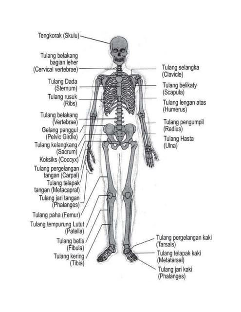 Kerangka Manusia Pdf