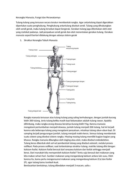 RANGKA, SENDI DAN OTOT kelas VI SEMESTER 1.pptx