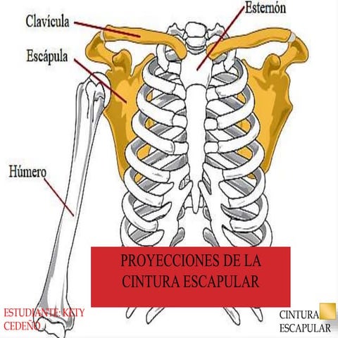 Proyecciones De La Cintura Escapular Pptx