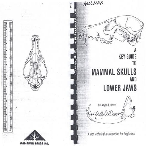 Key guide to mammal skulls &lower jaws by ARYAN.I | PDF