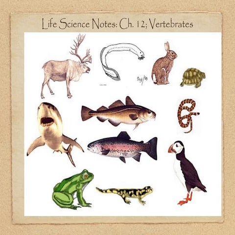 Keynote ch. 12 vertebrates(2).key