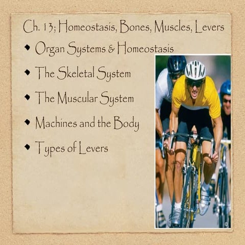 Keynote; ch. 13; bones & muscles.key