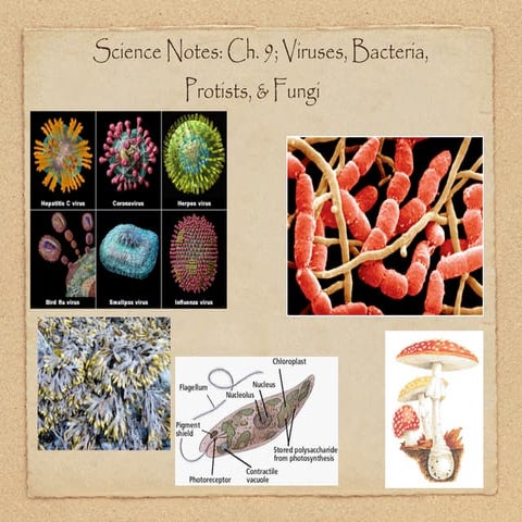 Keynote; ch. 9; viruses, bacteria, protists | ZIP