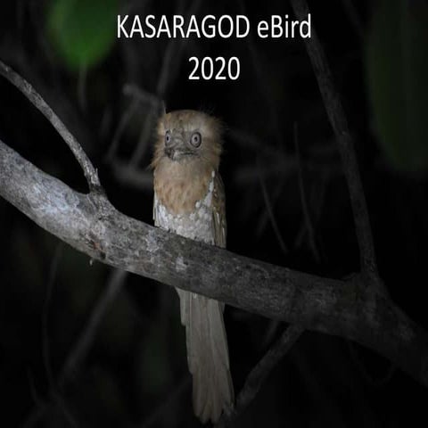 Kasaragod eBird Report 2020 | PPTX