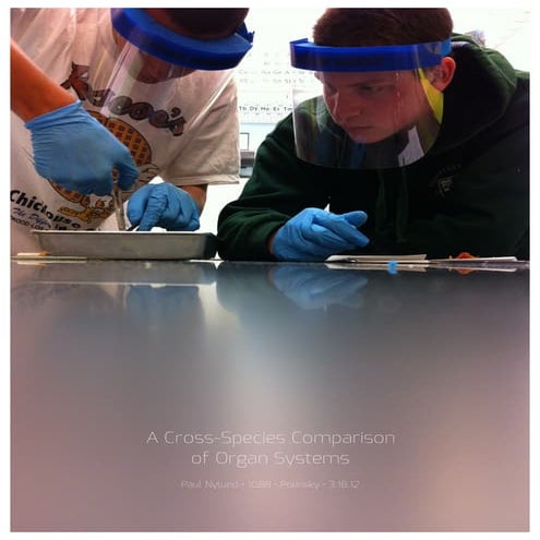 Dissection of Rabbit.pptx