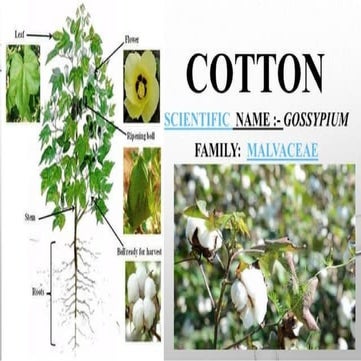 kharif crop cotton 1st Grade Shapes worksheets focus on identifying.pptx