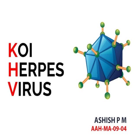 Koi Herpes Virus (KHV) | PDF