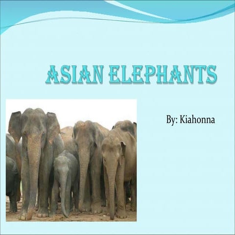 Kiahonna - Asian elephants | PPT