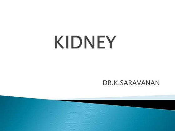 Anatomy of the kidney | PPT