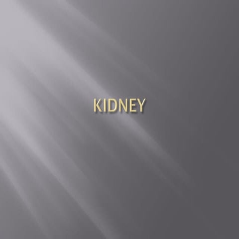 Anatomy of kidney | PDF