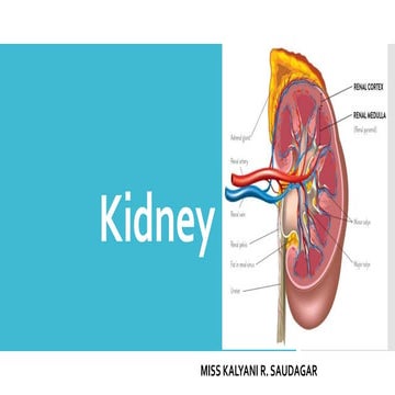 Cow´s kidney dissection | PDF