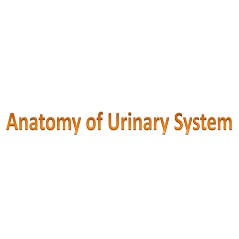 Anatomy of Kidneys: Structure, Function, and Topography | PPTX