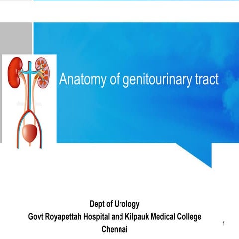 ANATOMY OF GENITOURINARY TRACT | PDF