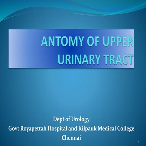 ANATOMY OF UPPER URINARY TRACT | PDF