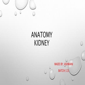 kidney anatomy ppt.pptx