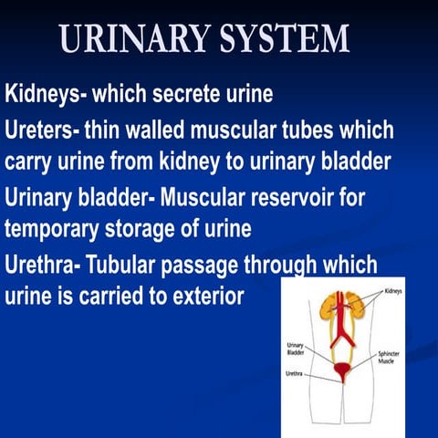 Structure of kidney anatomyyyyyyyyyy.ppt