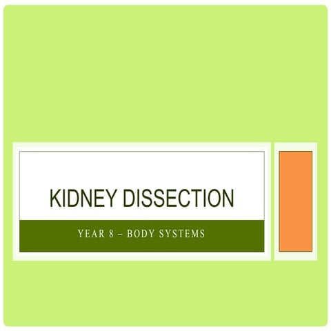 Cow´s kidney dissection | PDF