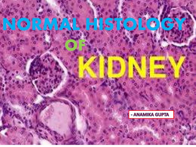 Digestive system with clay | PDF | Digestive Disorders | Diseases and ...