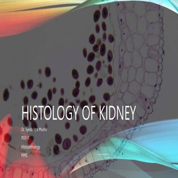 Kidney Normal histology.pptx | Biological Sciences | Science