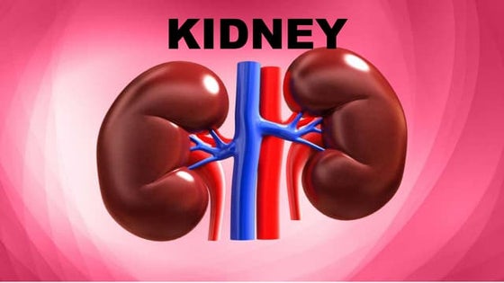 Anatomy of kidney | PPTX | Death, Injury, or Military Conflict ...