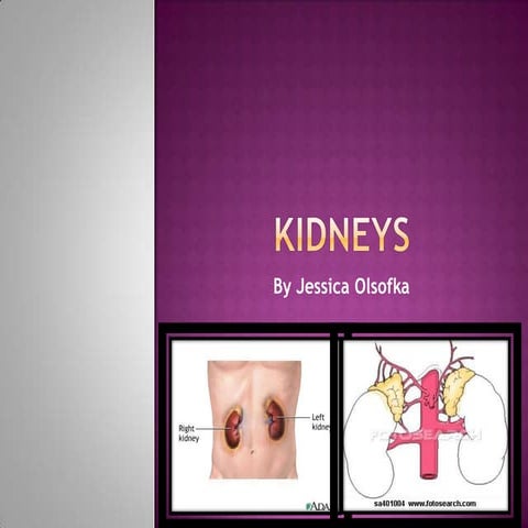 Kidneys | PPTX | Medical Health