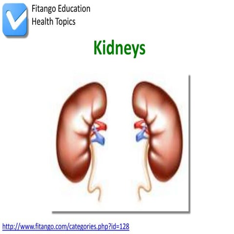 Kidneys | PPT