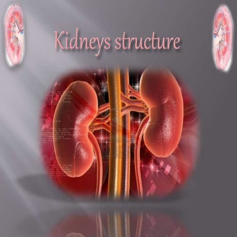 Kidney Anatomy Ppt Free Kidney PowerPoint Template Download