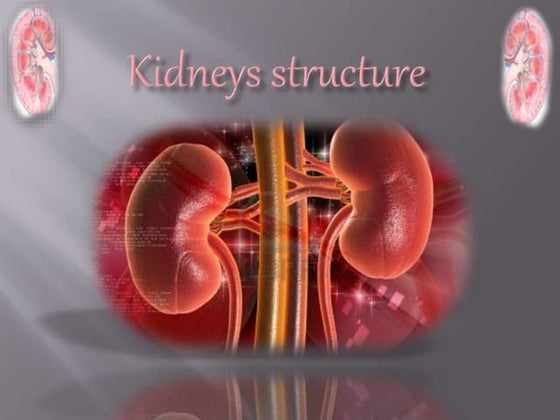 Anatomy of kidney | PPT