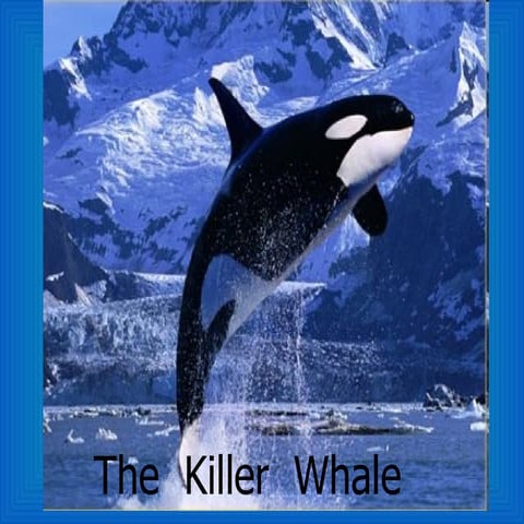 Killer whale | PPT