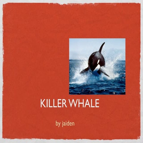 Killer Whales | PPT