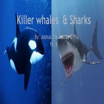 Killer whales and sharks (1)275 | PDF