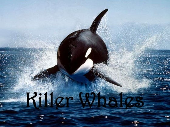 Killer whale | PPT
