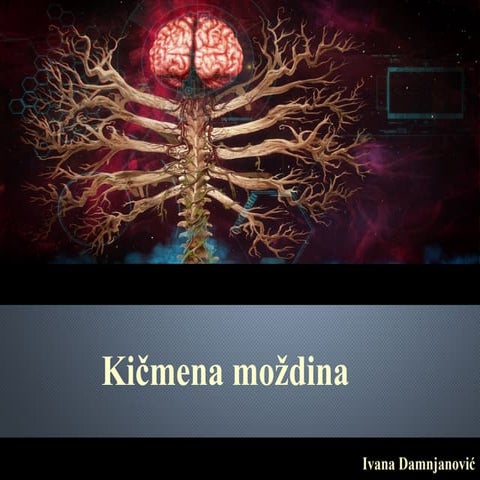 Kičmena moždina | PPT