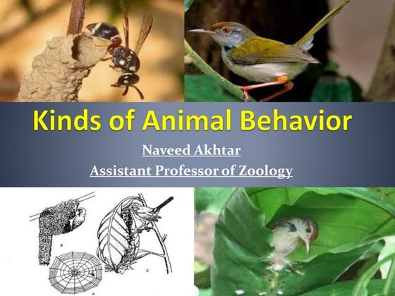 animal behaviours and its types with examples | PPTX