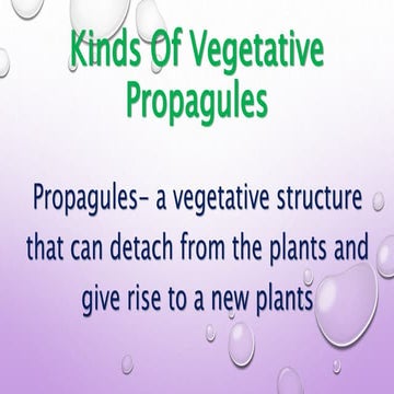Kinds Of Vegetative Propagules.pptx