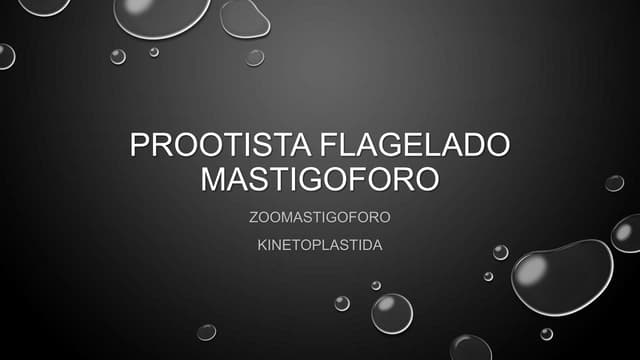 Anatomy Of Protozoan Cell