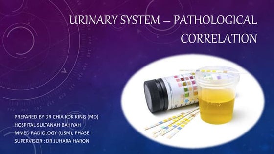 Presentation 9 urinary system | PPTX