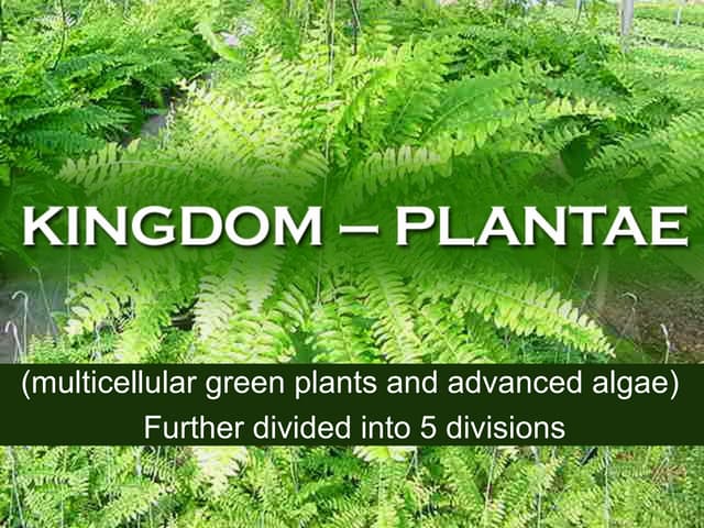 Classification of plants | PDF