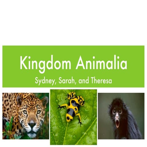 Kingdom Animalia | PPT